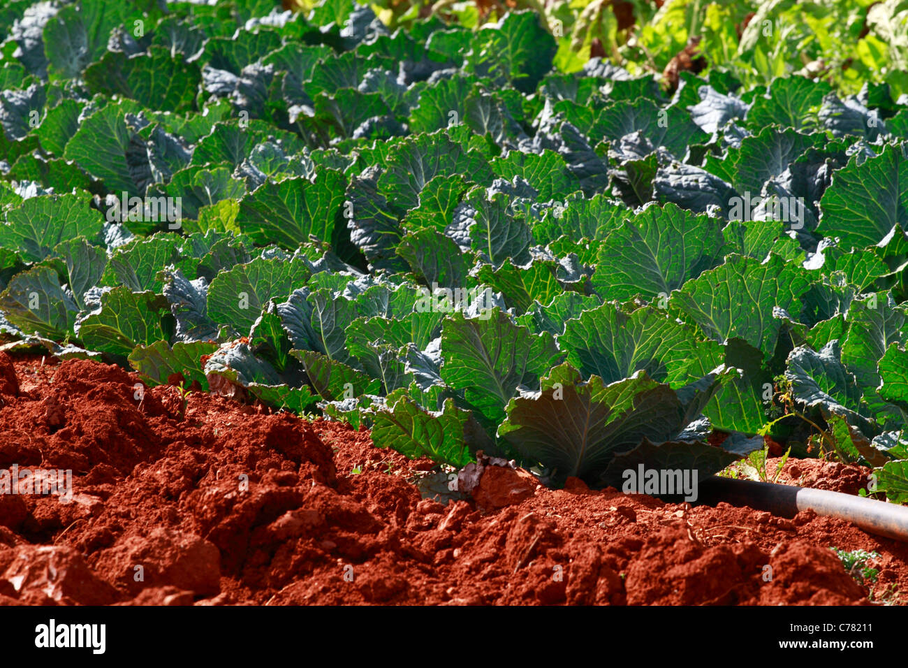 Veganes ibiza -Fotos und -Bildmaterial in hoher Auflösung – Alamy