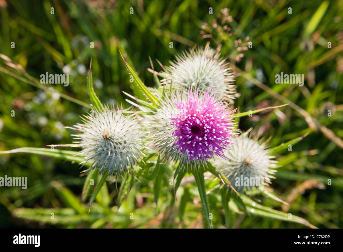 Distel von schottland -Fotos und -Bildmaterial in hoher Auflösung – Alamy