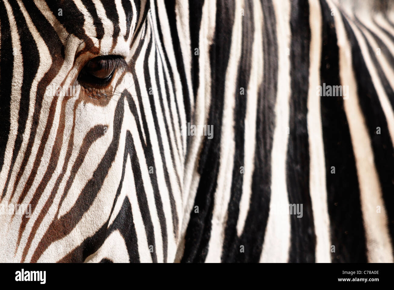 Detail eines Zebras mit geringer Schärfentiefe und Fokus auf das Auge ...