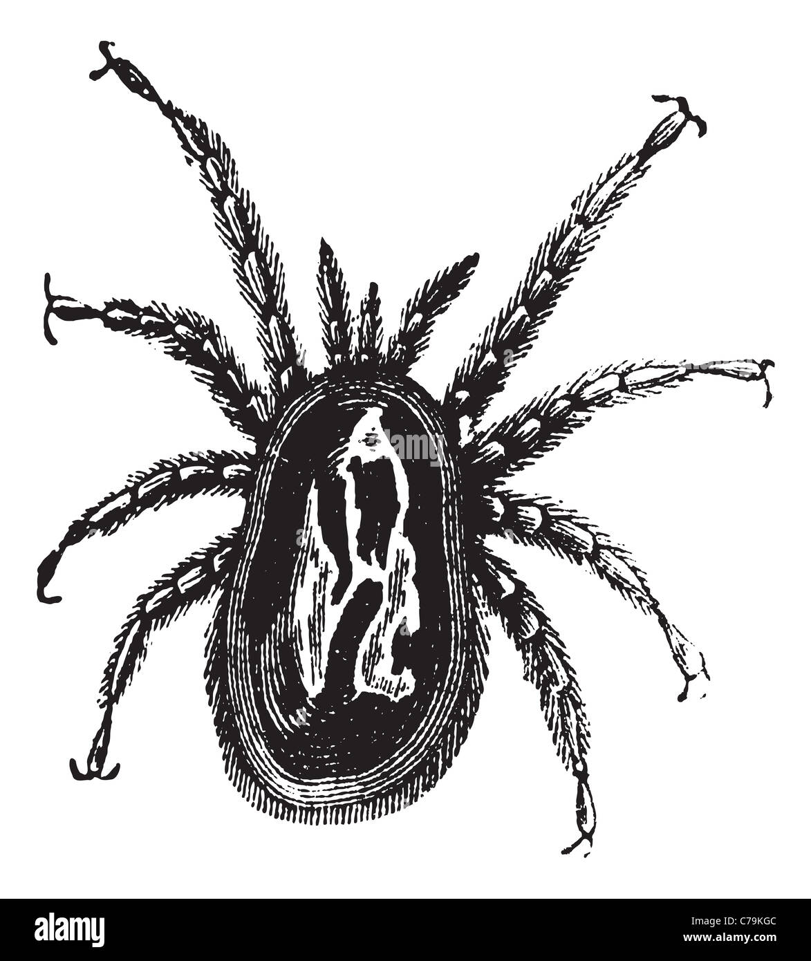 Rote Milbe oder Dermanyssus Gallinae, Vintage-Gravur. Alten graviert ...