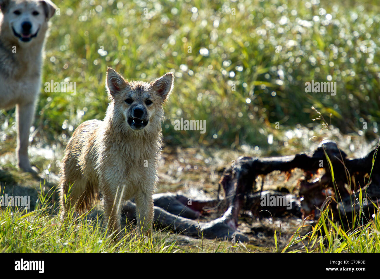 Wilde Hunde bewachen einen Kadaver am Straßenrand Rinder ...