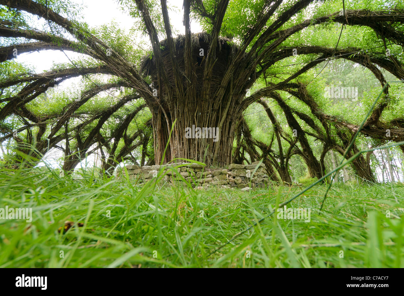 Auerworld Palast, Wicker-Palast, der weltweit größten lebenden ...
