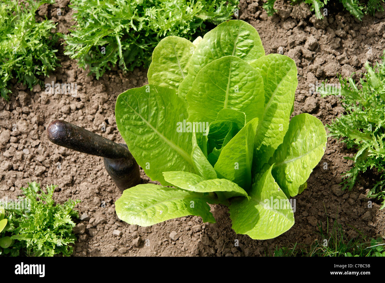Lattich (Lactuca Sativa Longifolia) in ein Gemüse Garten wachsen ...