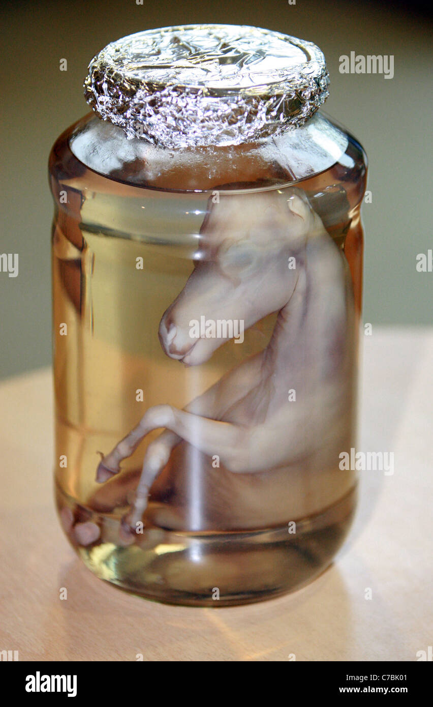 Formaldehyde jar -Fotos und -Bildmaterial in hoher Auflösung – Alamy