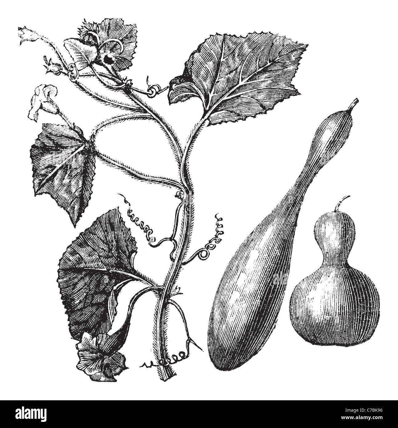 Kalebasse oder Lagenaria Vulgaris oder Lagenaria Siceraria oder ...