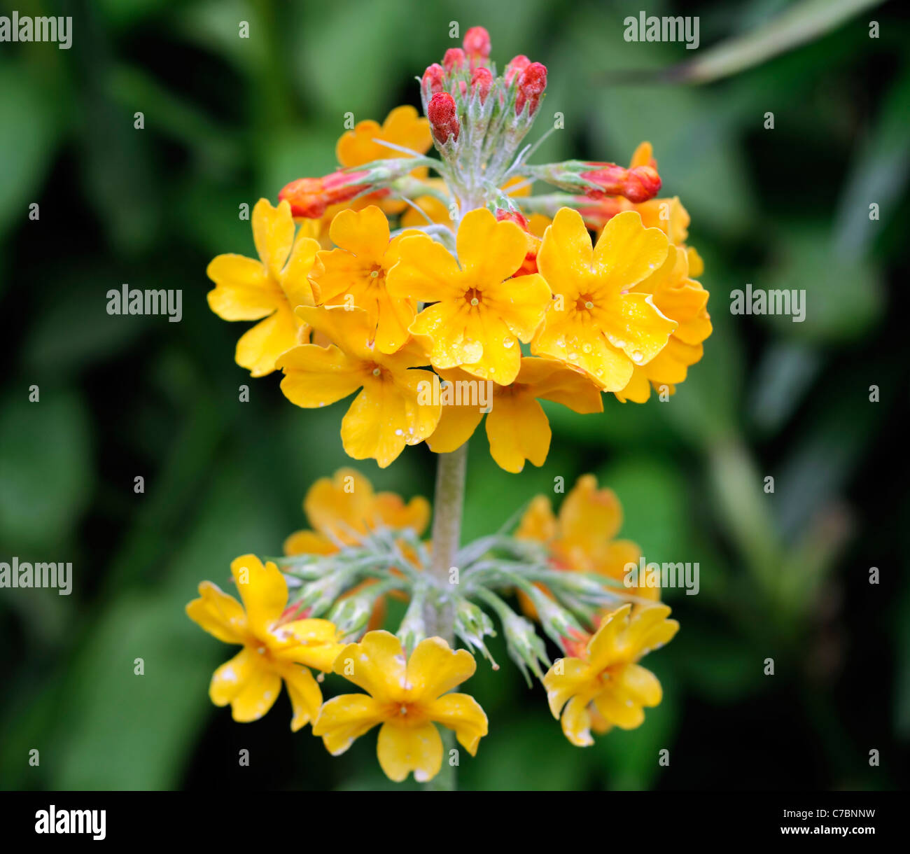 Primula Japonica Schlüsselblume gelb orange Kandelaber, die Beinchen ...