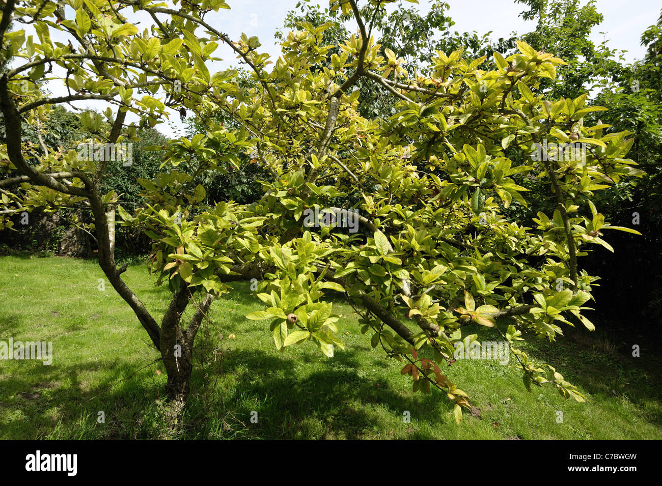 Mispel baum -Fotos und -Bildmaterial in hoher Auflösung – Alamy