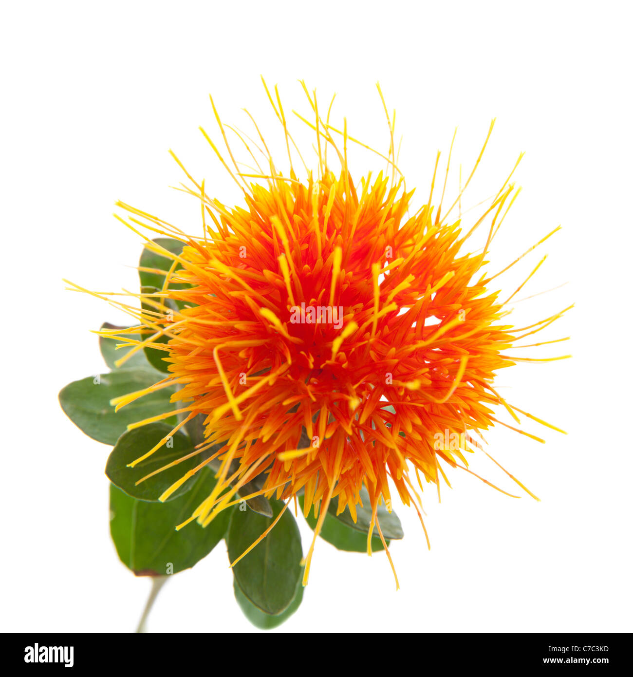 Gelber saflor -Fotos und -Bildmaterial in hoher Auflösung – Alamy