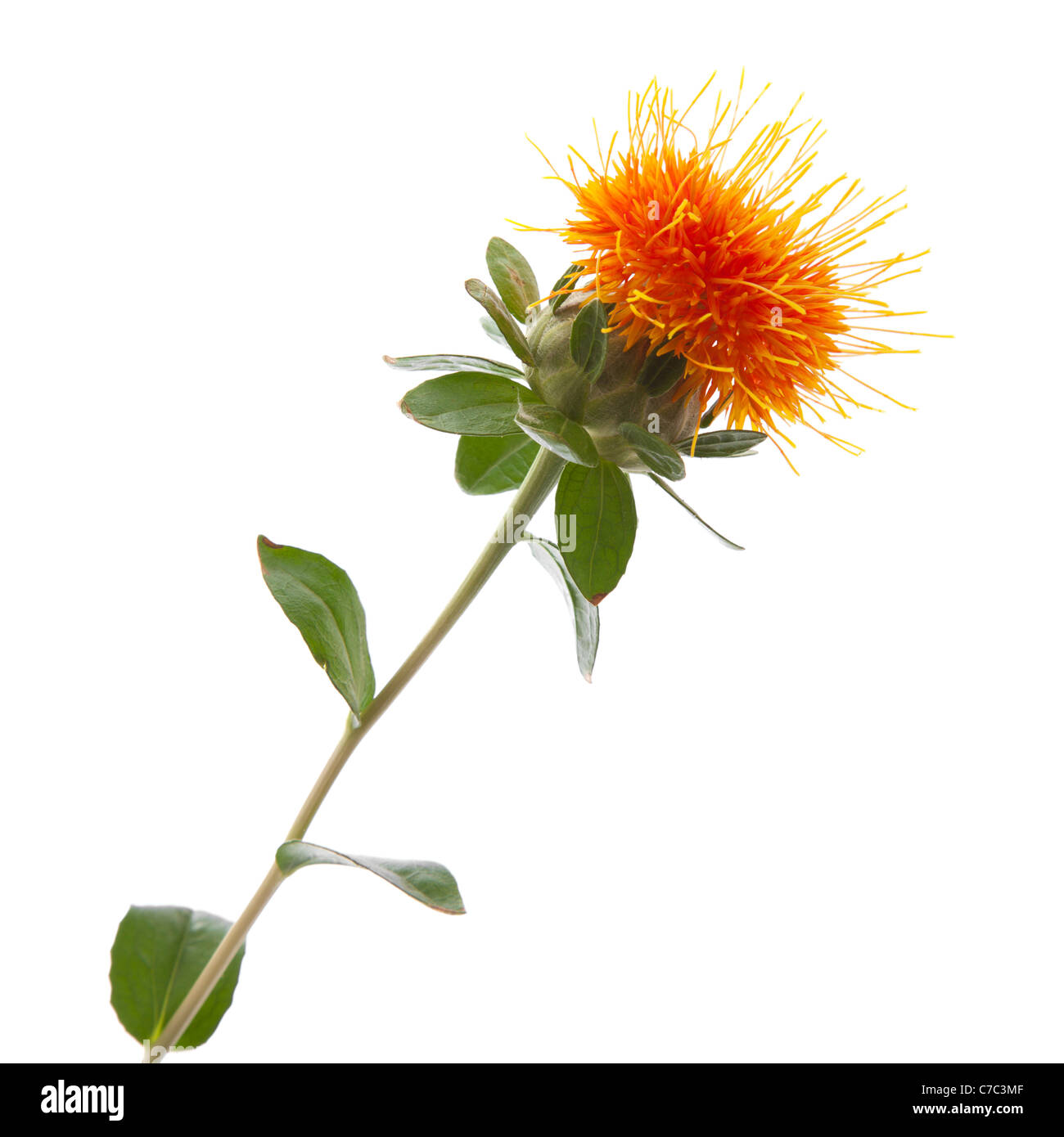 Gelber saflor -Fotos und -Bildmaterial in hoher Auflösung – Alamy