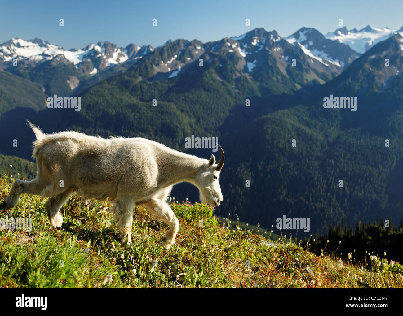 Mountian goat -Fotos und -Bildmaterial in hoher Auflösung – Alamy