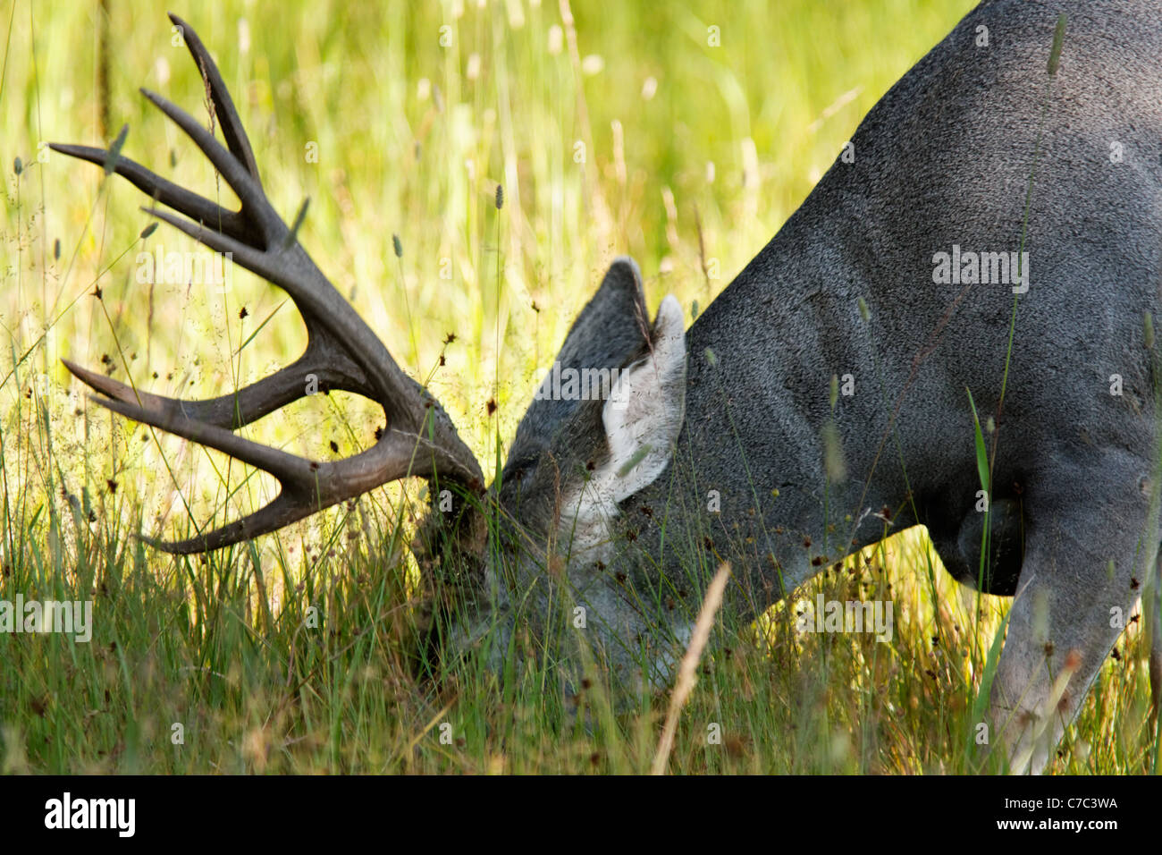 Maultierhirsch essen -Fotos und -Bildmaterial in hoher Auflösung – Alamy