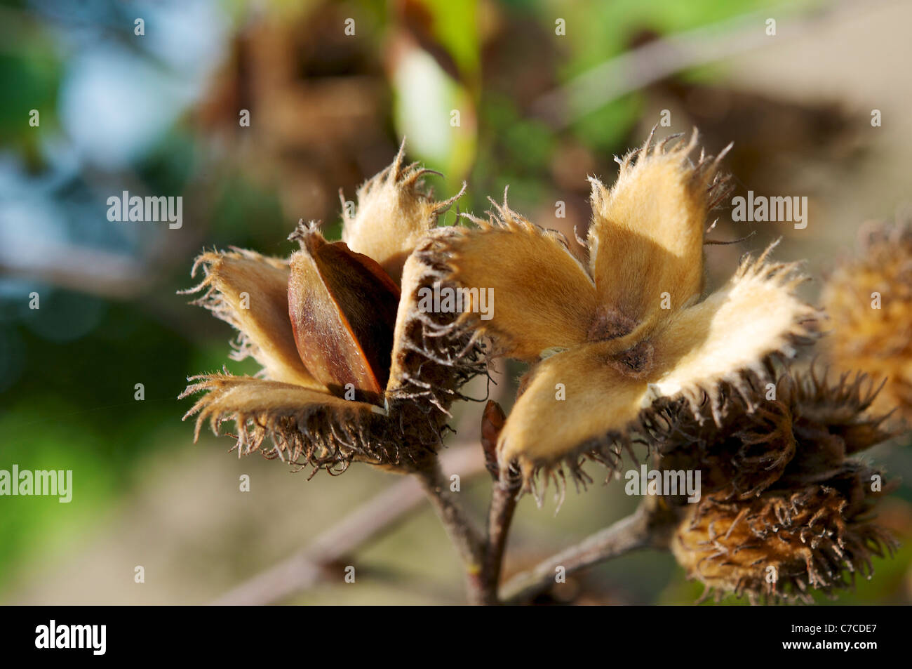 Buchecker -Fotos und -Bildmaterial in hoher Auflösung – Alamy