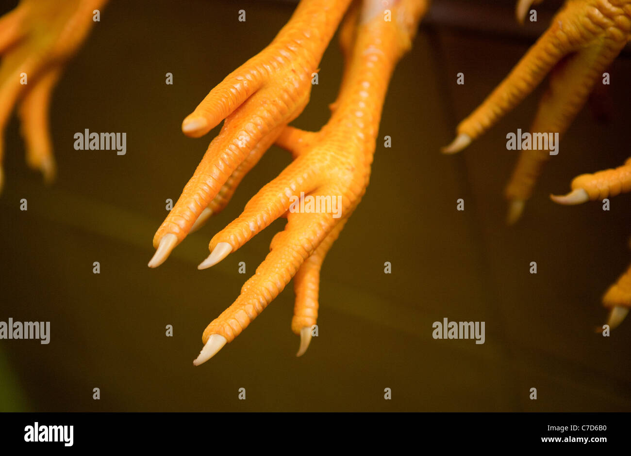 Akk füsse -Fotos und -Bildmaterial in hoher Auflösung – Alamy