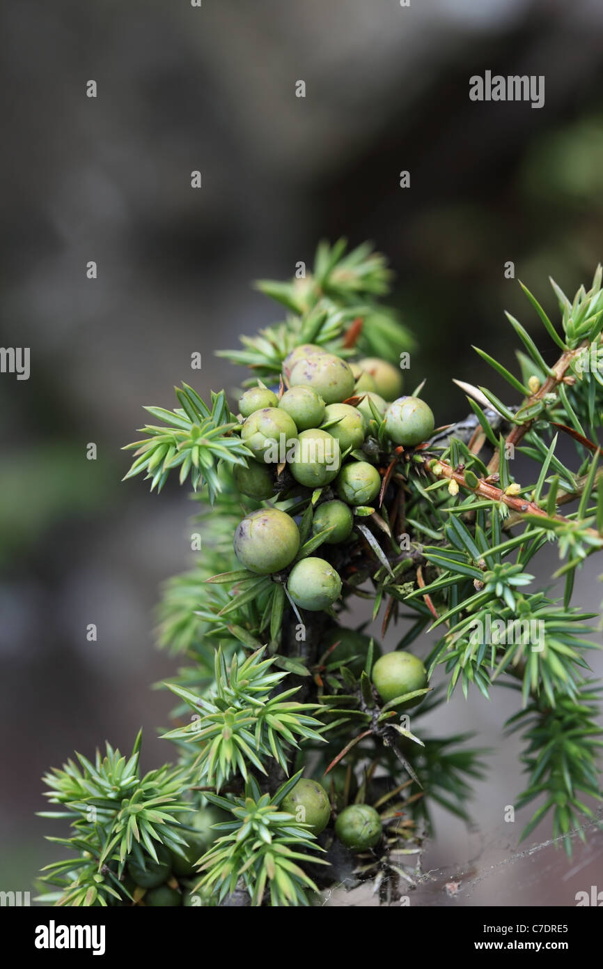 Wacholderbaum mit beeren wacholder communis -Fotos und -Bildmaterial in ...