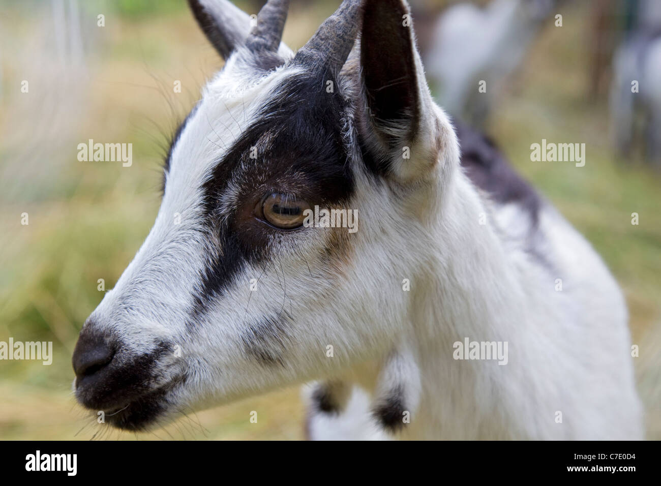 Junge Ziegen Kind Sie enge, Scheunenhof Tier Stockfotografie - Alamy