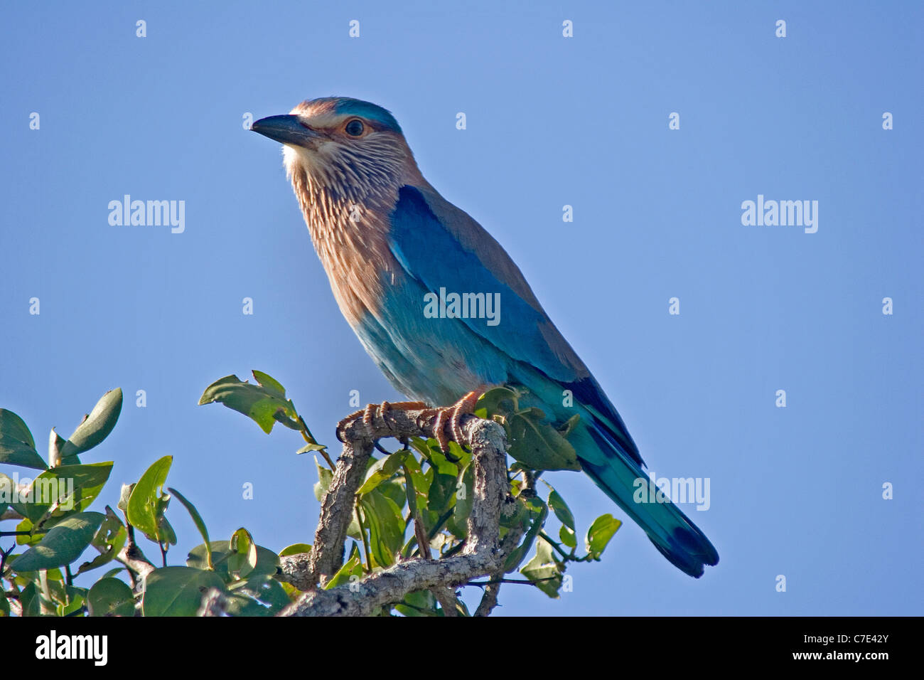 Indische blaue walze -Fotos und -Bildmaterial in hoher Auflösung – Alamy
