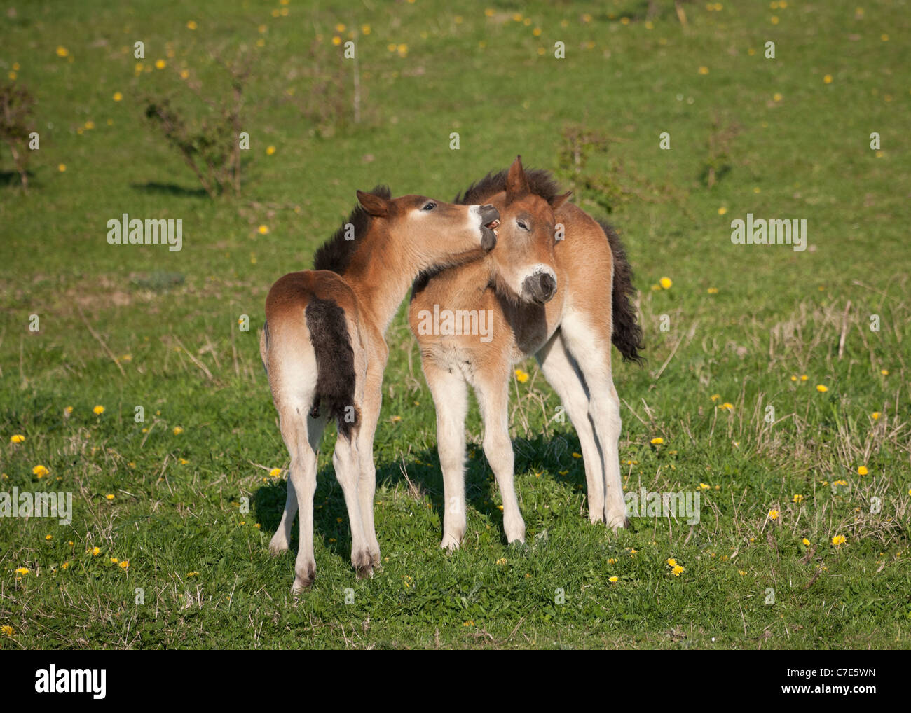 Feral pony -Fotos und -Bildmaterial in hoher Auflösung – Alamy