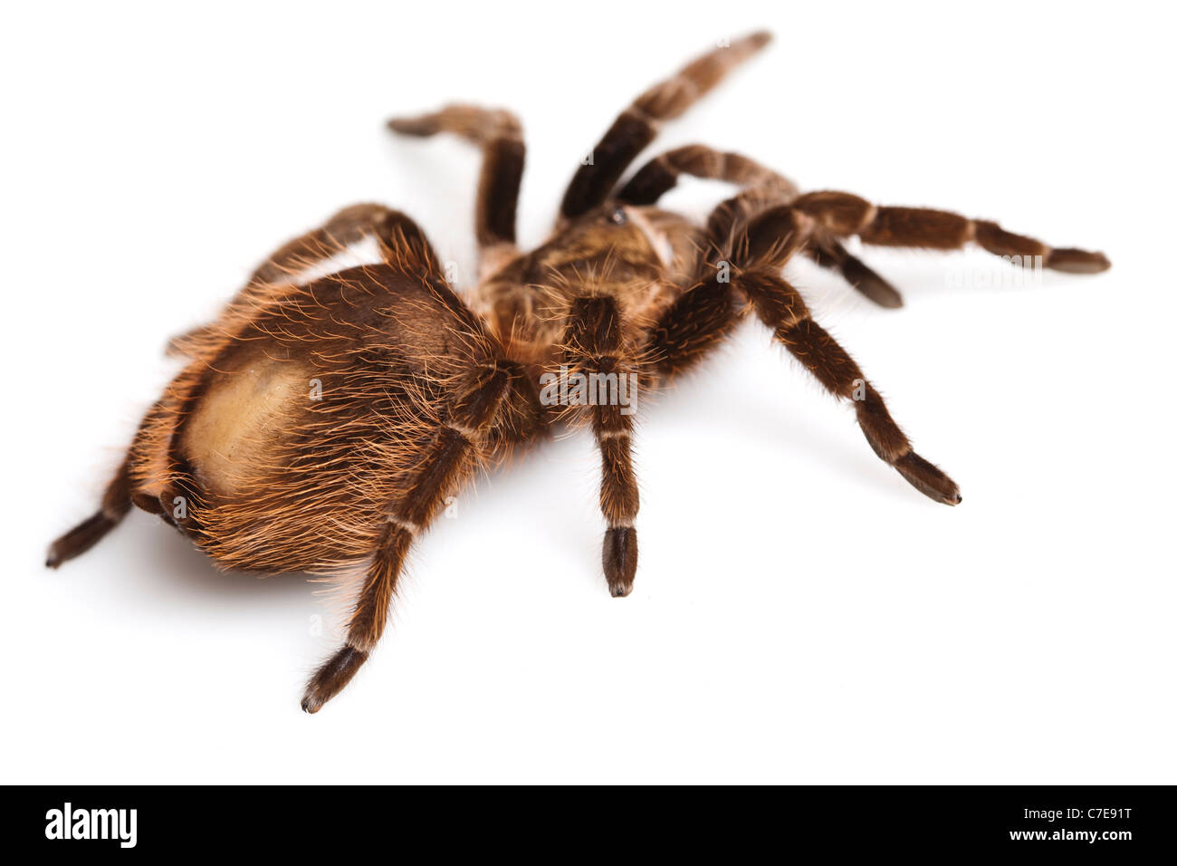 Tarantula attack -Fotos und -Bildmaterial in hoher Auflösung – Alamy