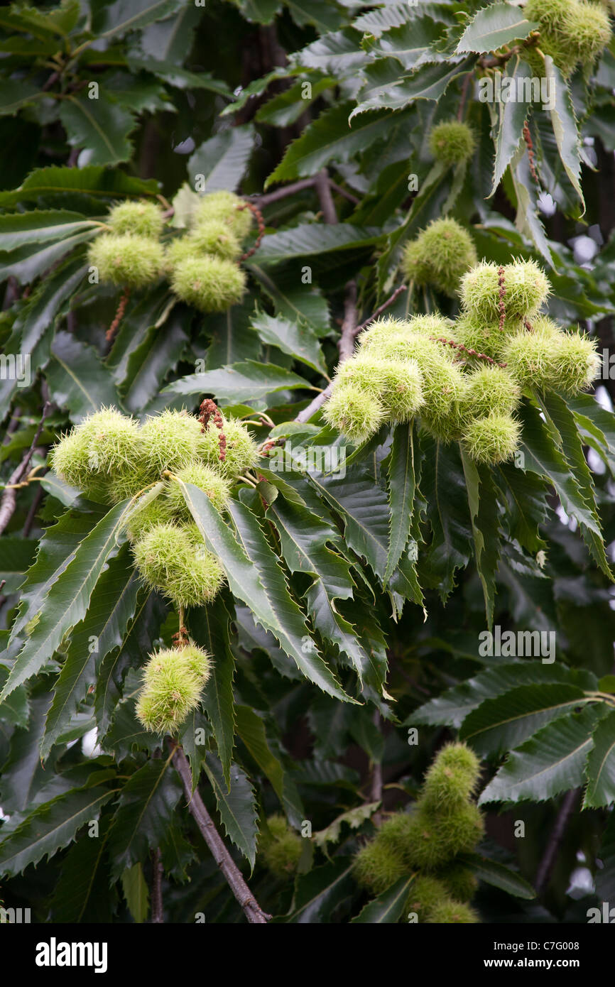 Elegantes Baum Ahnlich Kastanie Fotos