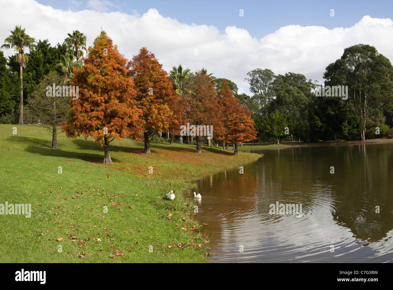 Enten von australien -Fotos und -Bildmaterial in hoher Auflösung – Alamy