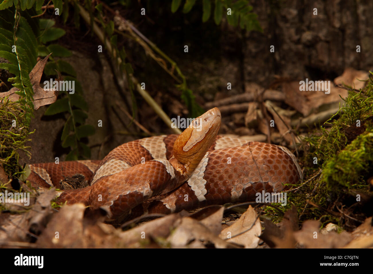 Breit-banded Copperhead Agkistrodon Contortrix laticinctus Stockfotografie - Alamy