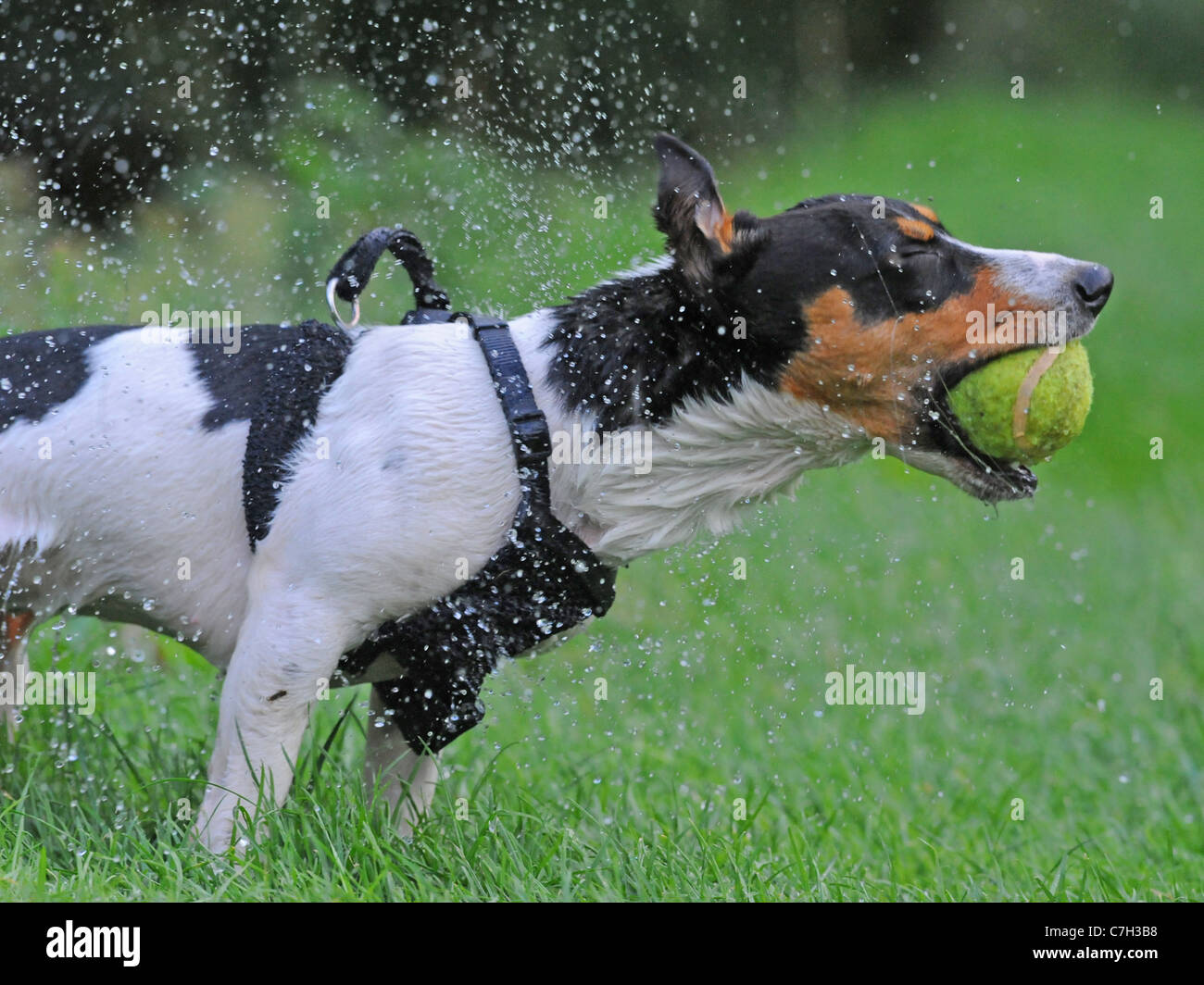 Ball im mund -Fotos und -Bildmaterial in hoher Auflösung – Alamy