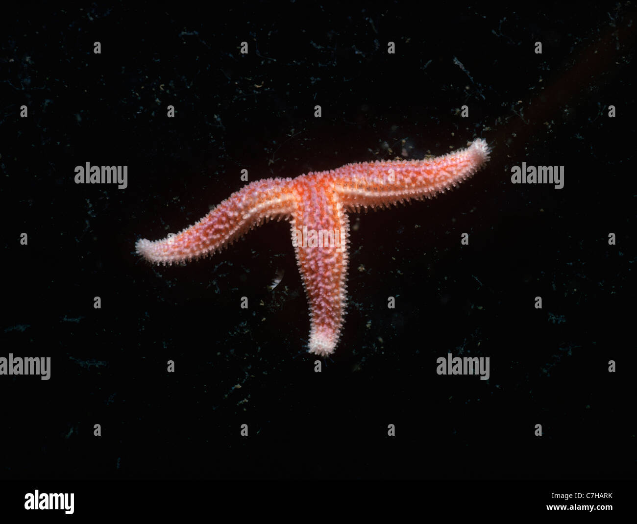 Nordsee Seestern Stockfotos & Nordsee Seestern Bilder - Alamy