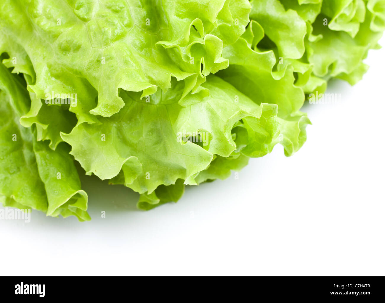 Salatbla tter -Fotos und -Bildmaterial in hoher Auflösung – Alamy