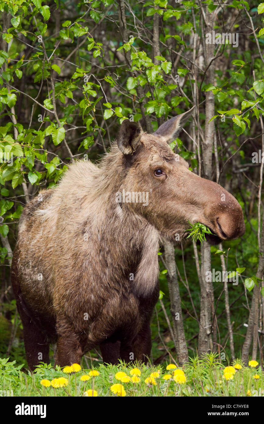 Elch saison -Fotos und -Bildmaterial in hoher Auflösung – Alamy