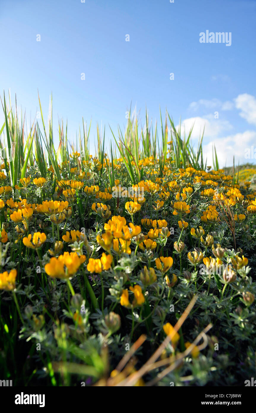 Gemeinsame Vögel Foot Trefoil, Lotus Corniculatus, Fabaceae ...