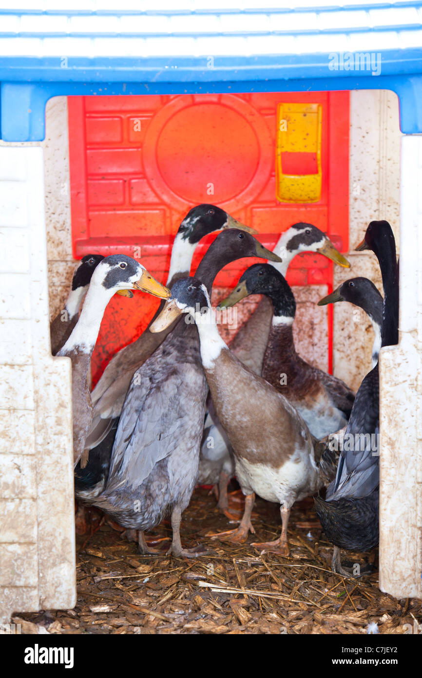 Lustiges vogelhaus Stockfotos und -bilder Kaufen - Alamy