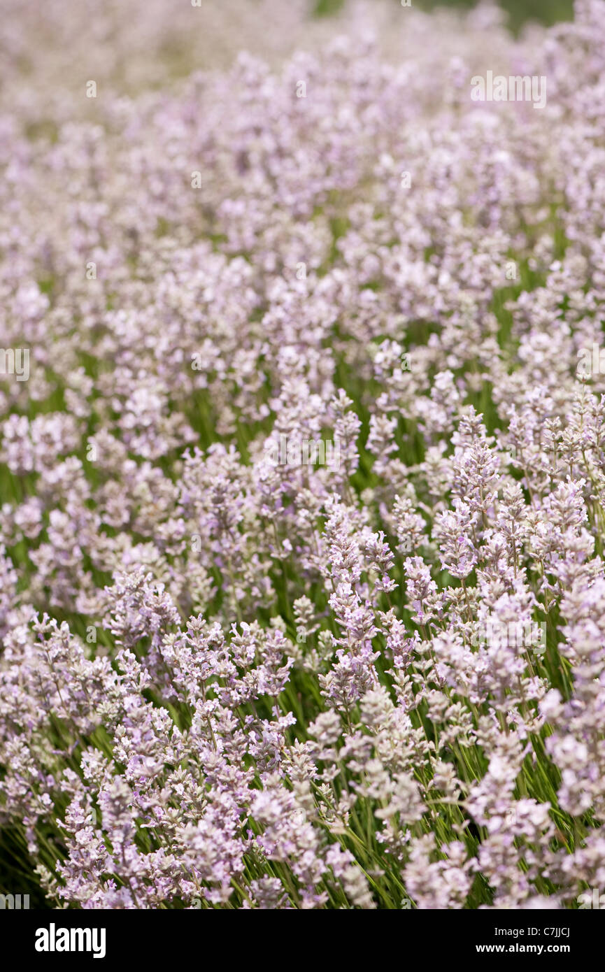 Lavandula angustifolia rosea -Fotos und -Bildmaterial in hoher ...