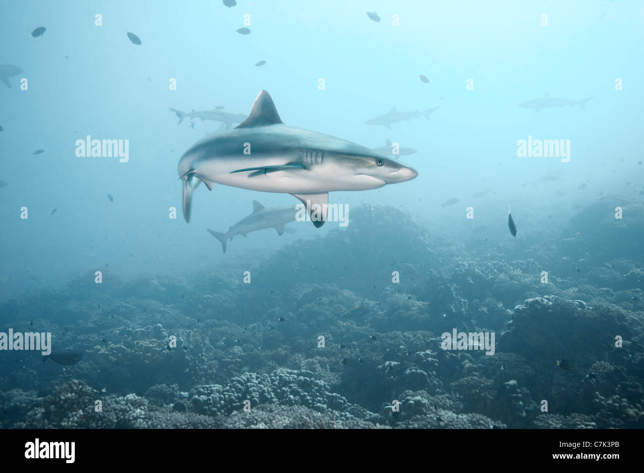 Punta marina Stockfotos und -bilder Kaufen - Alamy