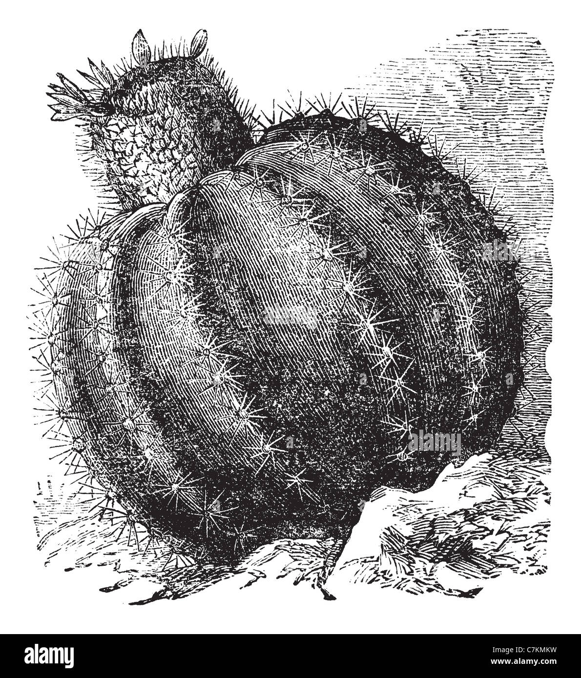 Melocactus communis -Fotos und -Bildmaterial in hoher Auflösung – Alamy