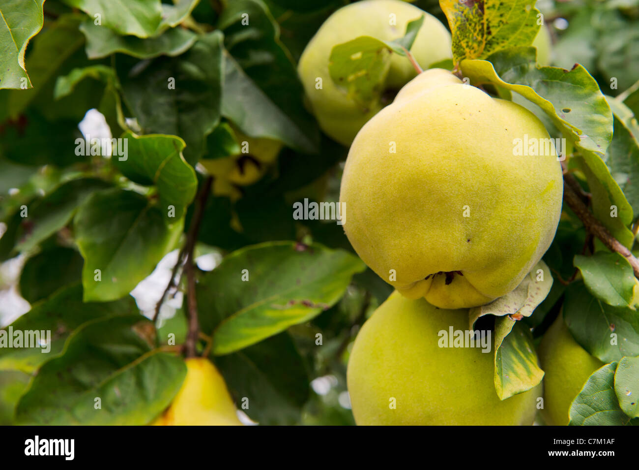 Quince Fruit Tree Stockfotos und -bilder Kaufen - Alamy