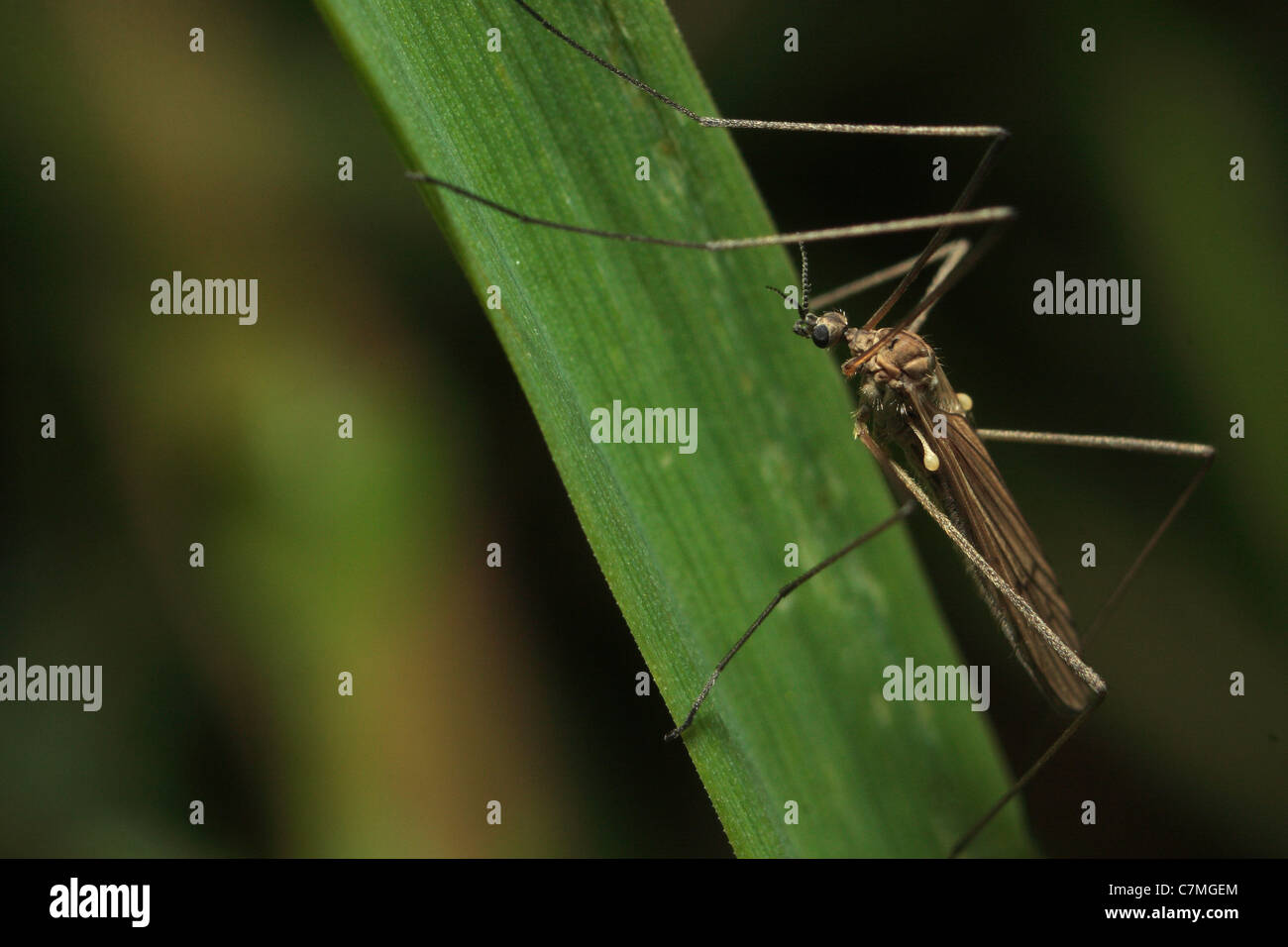 Lange Bein Insekten Stockfotos und -bilder Kaufen - Alamy