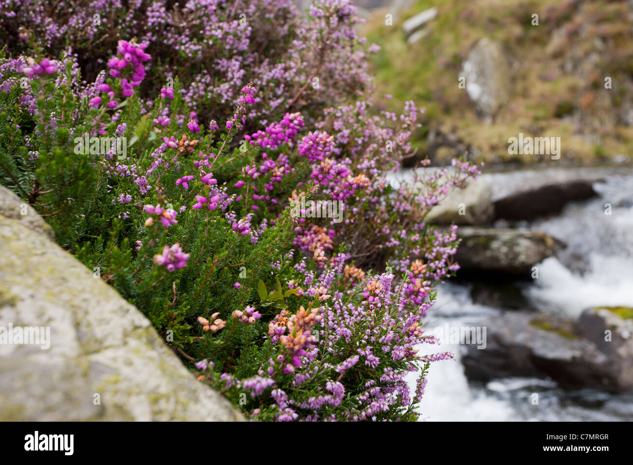 Snowdonia pflanze -Fotos und -Bildmaterial in hoher Auflösung – Alamy