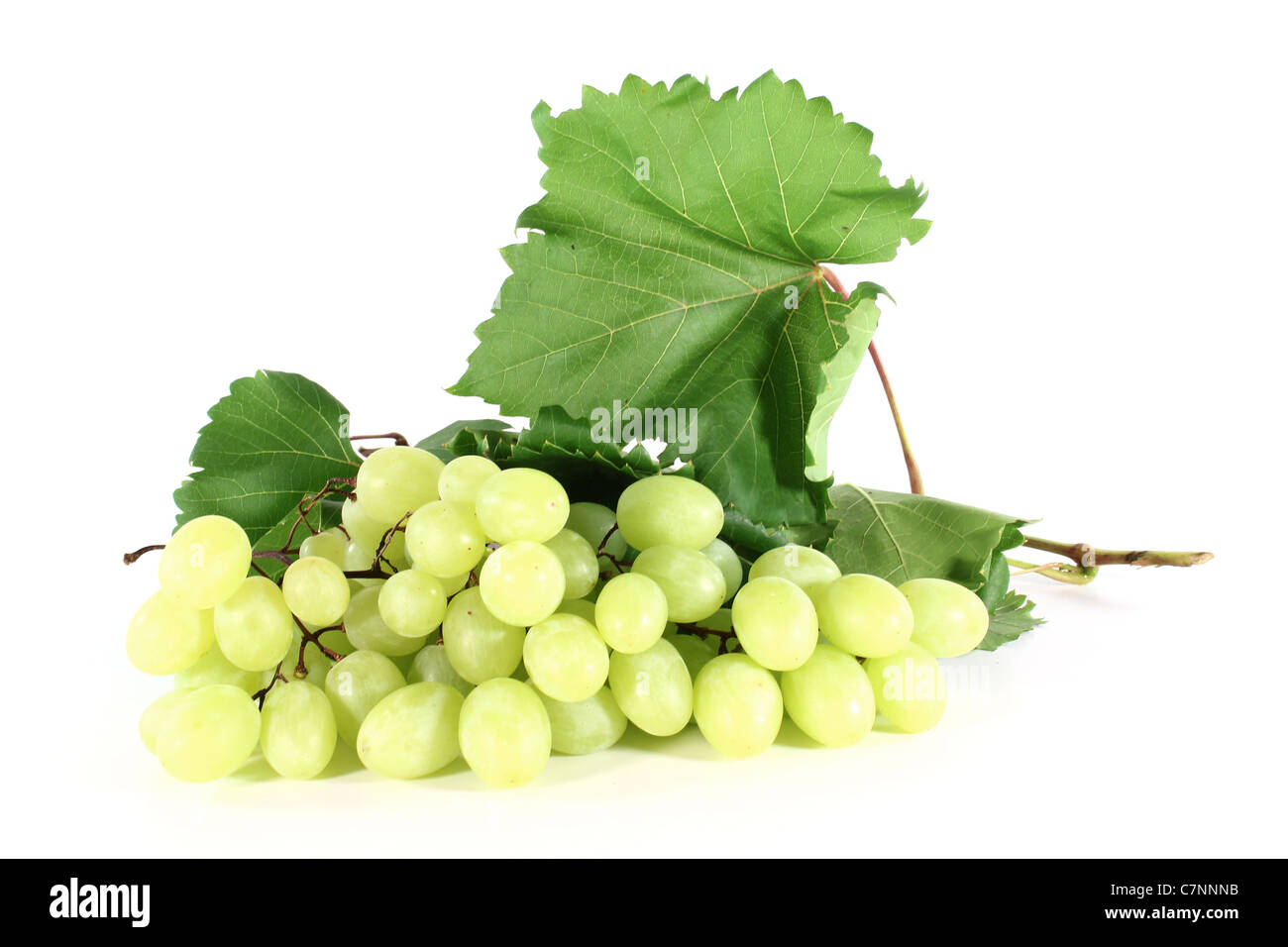 helle Trauben mit Ranke Ranke auf weißem Hintergrund Stockfotografie ...