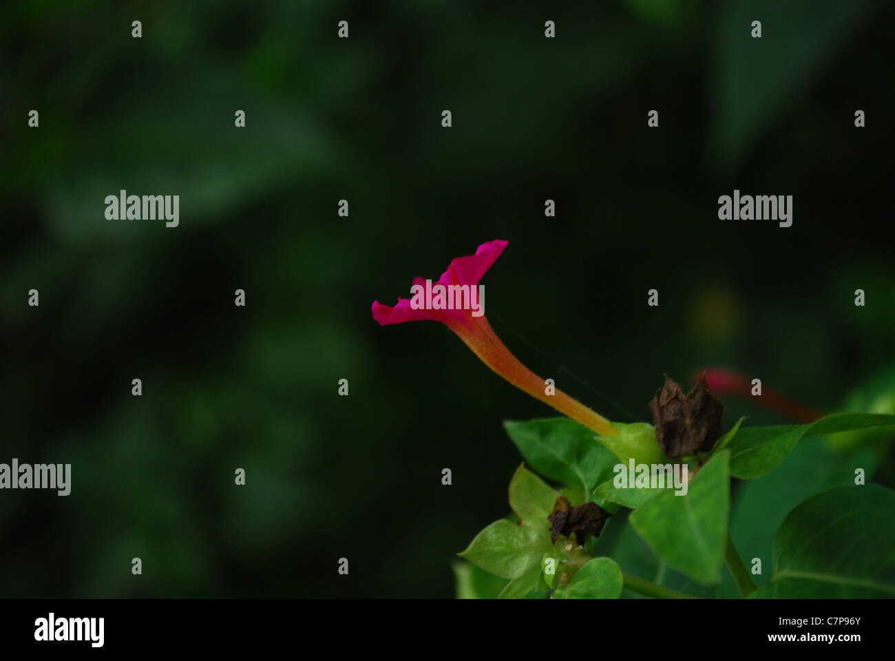 Gulbakshi manipuri -Fotos und -Bildmaterial in hoher Auflösung – Alamy