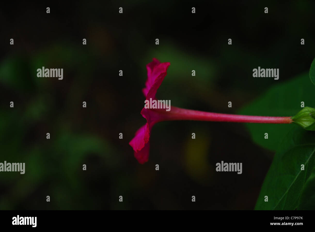 Gulbakshi Manipuri Stockfotos und -bilder Kaufen - Alamy