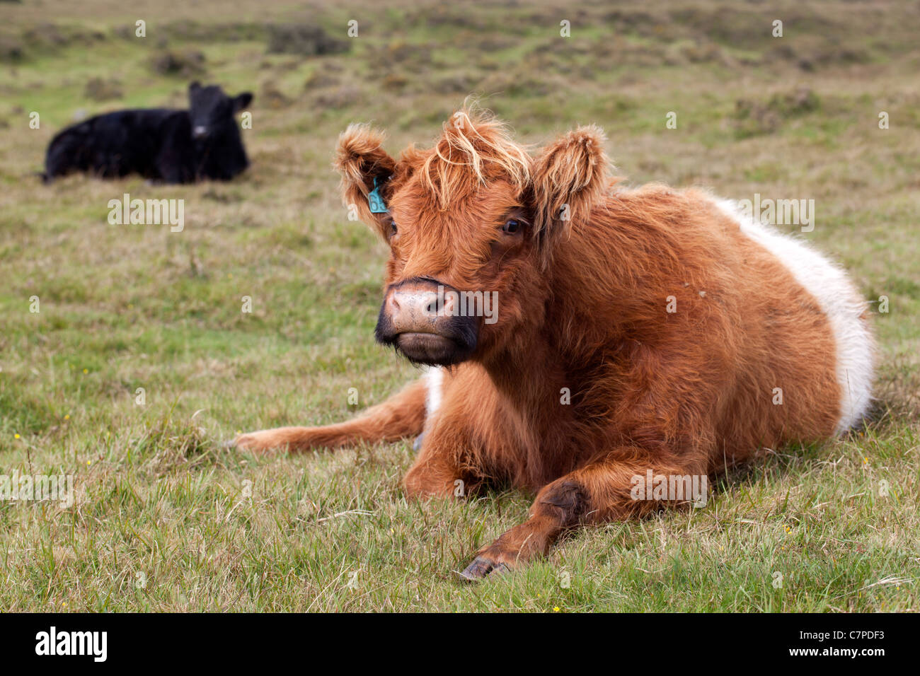 Belted galloway cow -Fotos und -Bildmaterial in hoher Auflösung – Alamy