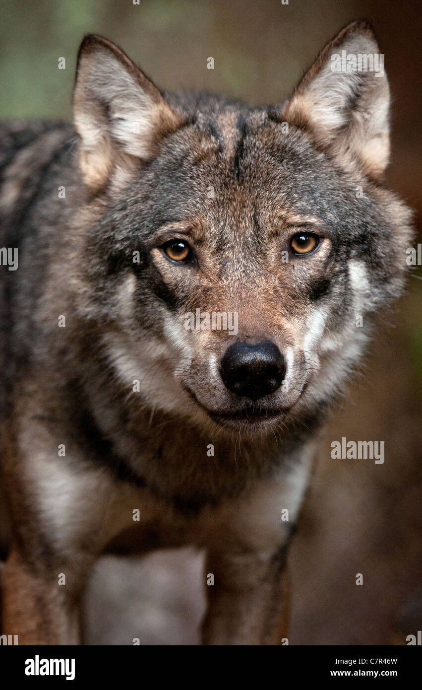 Wolf gesicht -Fotos und -Bildmaterial in hoher Auflösung – Alamy