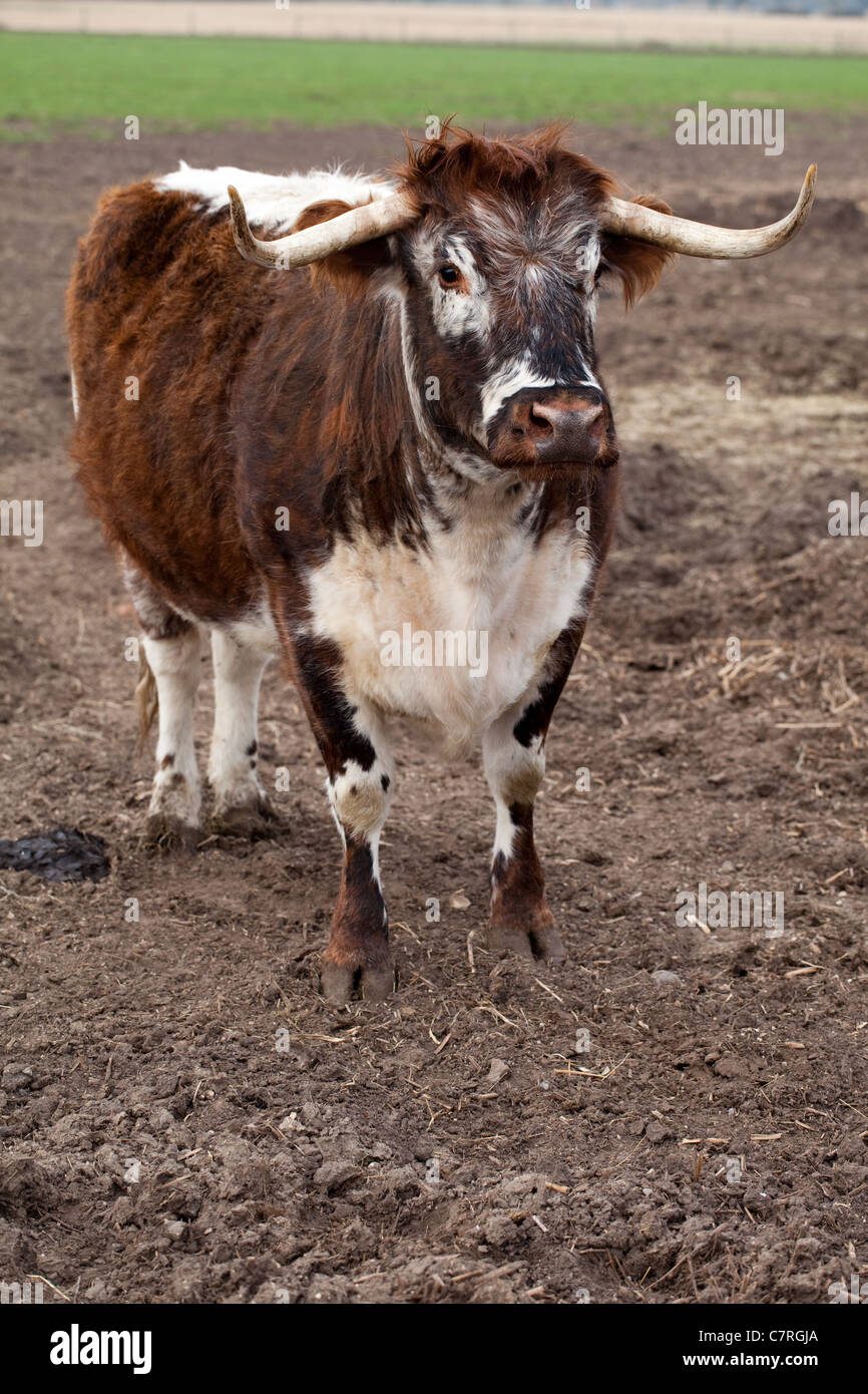 Rassen der kuh -Fotos und -Bildmaterial in hoher Auflösung – Alamy