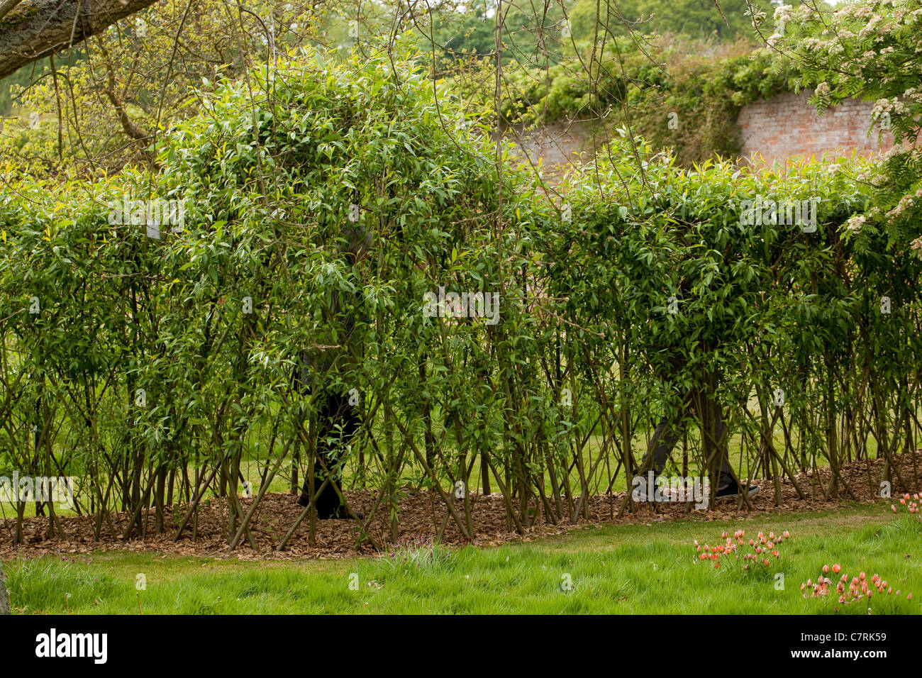 Weiden Als Hecke