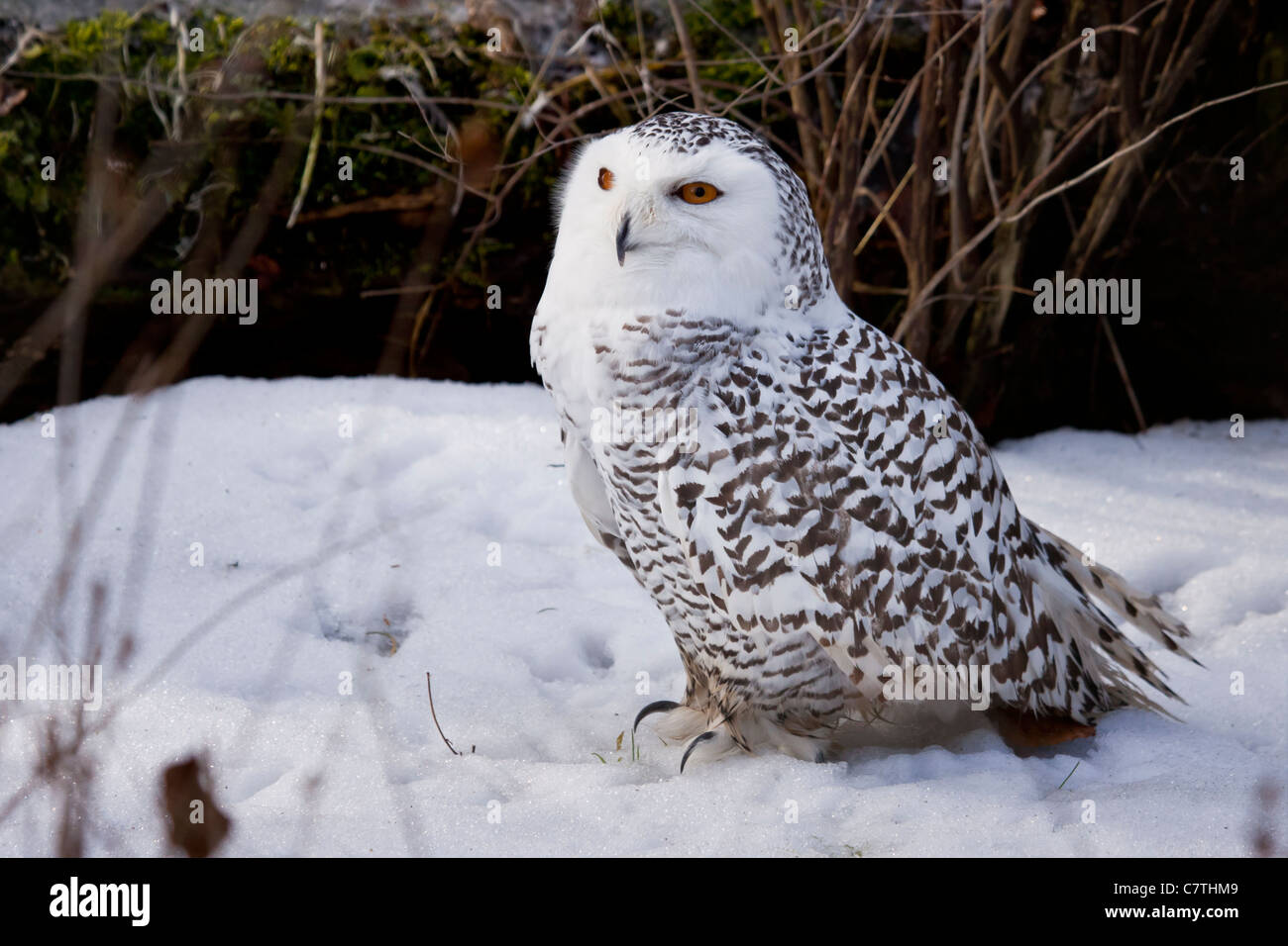 Tundra bubo -Fotos und -Bildmaterial in hoher Auflösung – Alamy