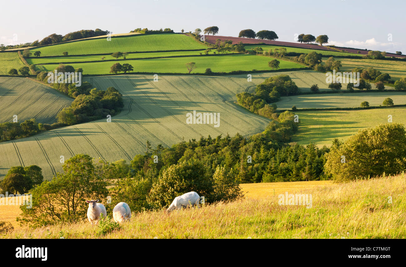 Schafbeweidung in sanften Landschaft, Raddon Hills, Devon, England ...