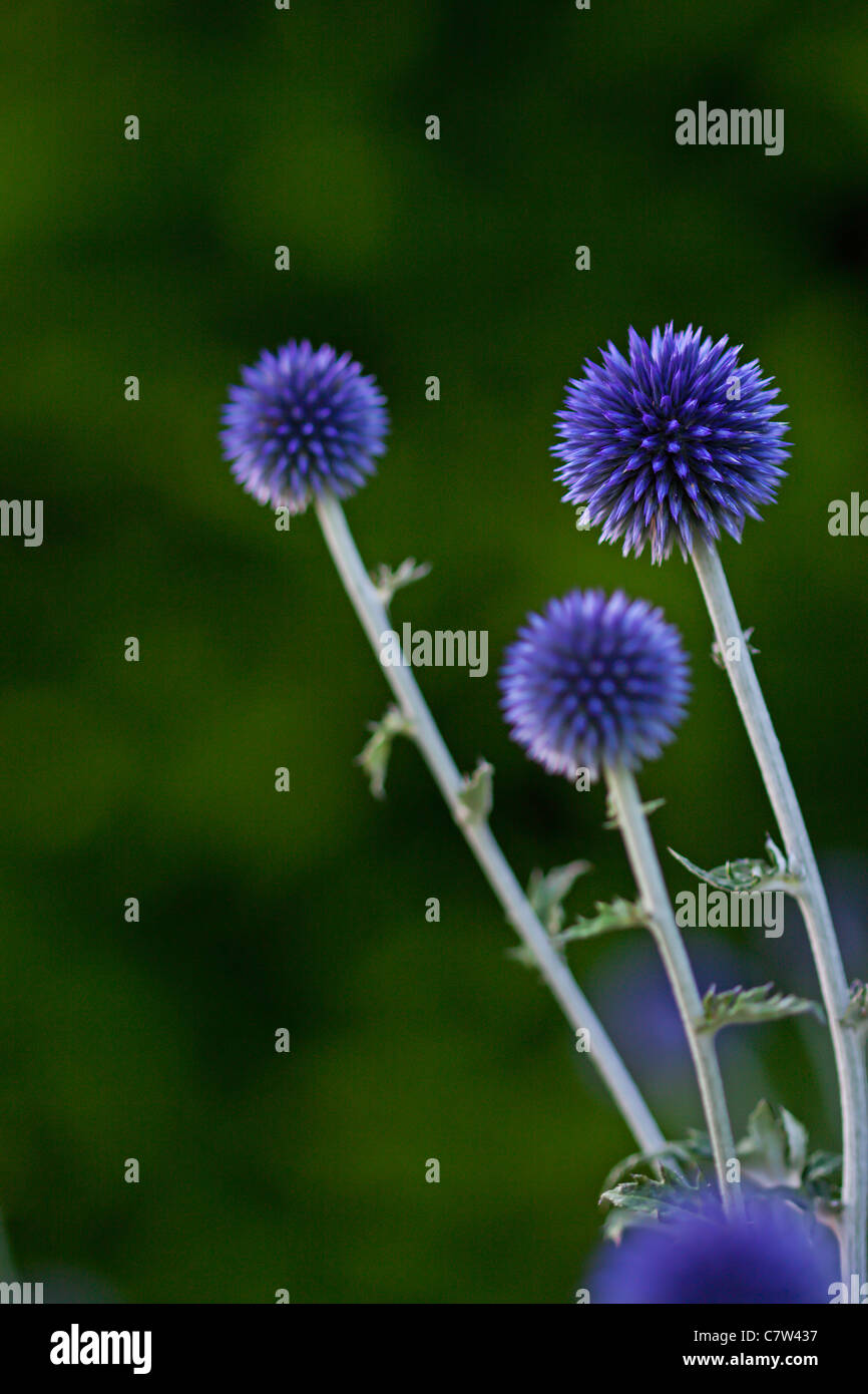 Lila kugel disteln Stockfotos und -bilder Kaufen - Alamy