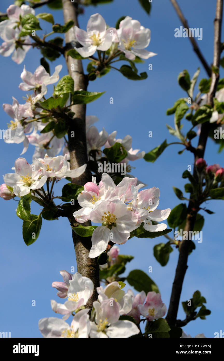 Blumen und blauer himmel Stockfotos und -bilder Kaufen - Alamy