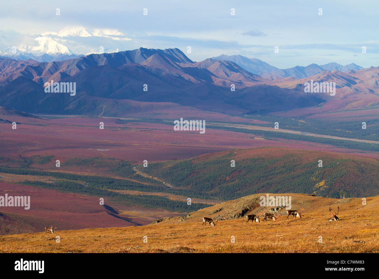 Unfruchtbares land karibu -Fotos und -Bildmaterial in hoher Auflösung – Alamy