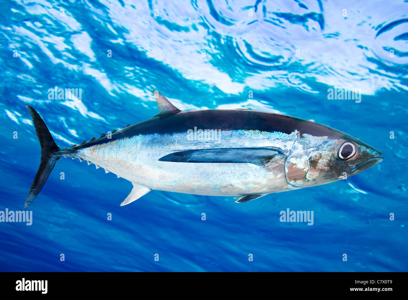 Thunfisch tier -Fotos und -Bildmaterial in hoher Auflösung – Alamy
